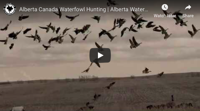 Video: Goose and Duck Hunting in Alberta Fowl Hound