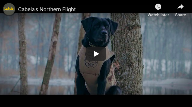 Video: Cabela's Northern Flight Fowl Hound