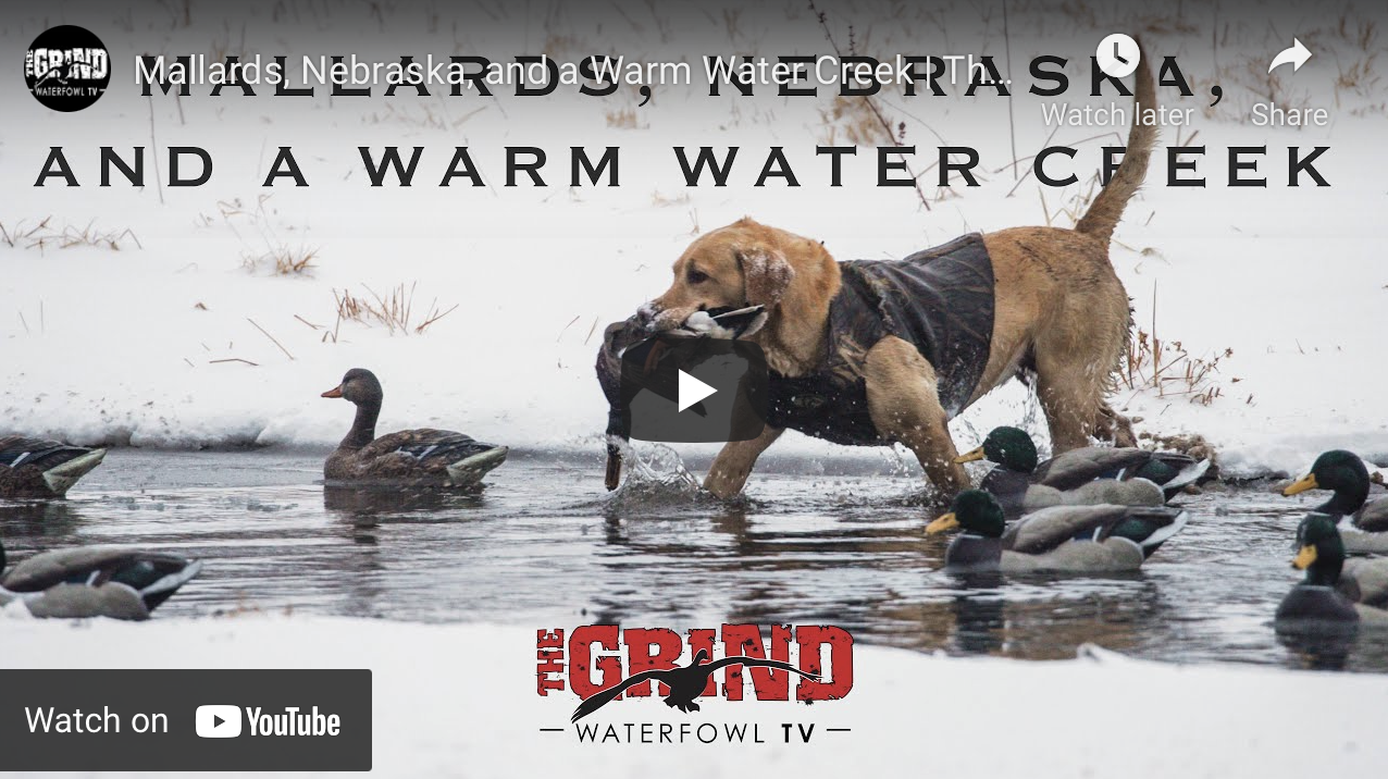 Show: Hunting Greenheads in Nebraska Fowl Hound