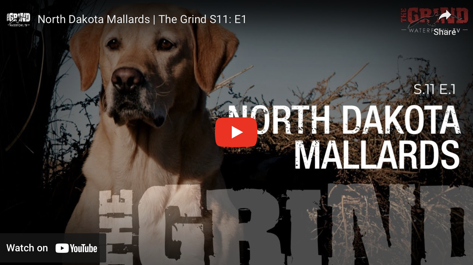 Show: Hunting Mallards in North Dakota Fowl Hound