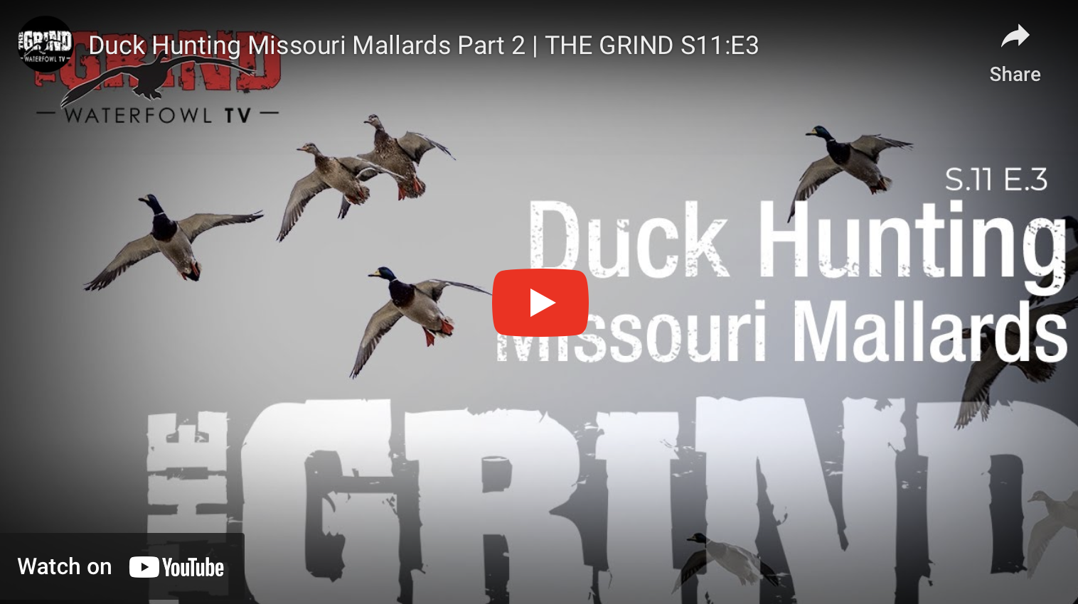 Show: Hunting Missouri Mallards (Part 2) Fowl Hound