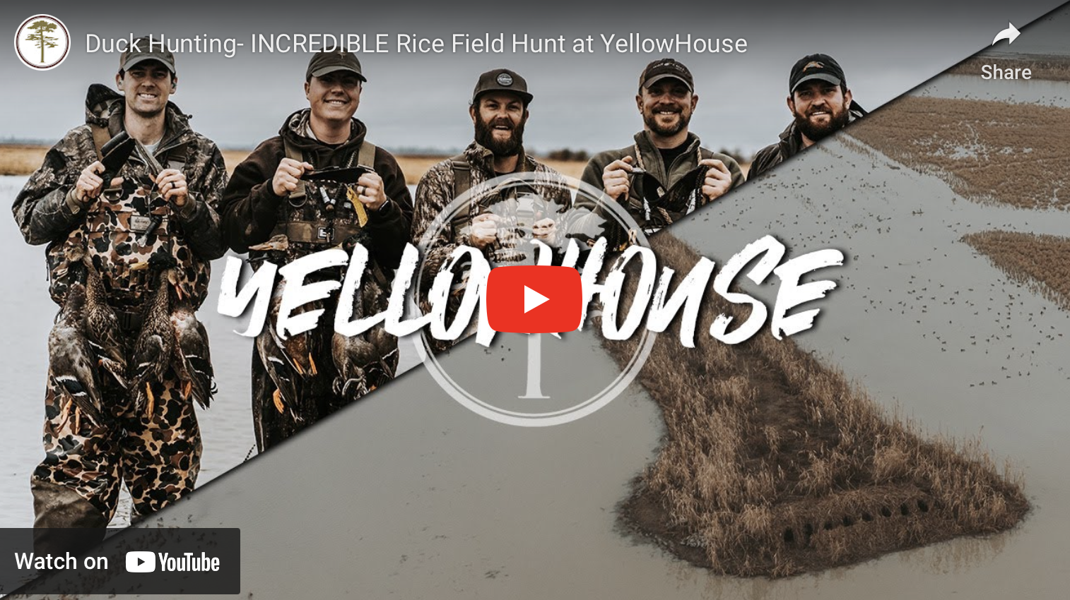Video: A Rice Field Hunt at YellowHouse Fowl Hound