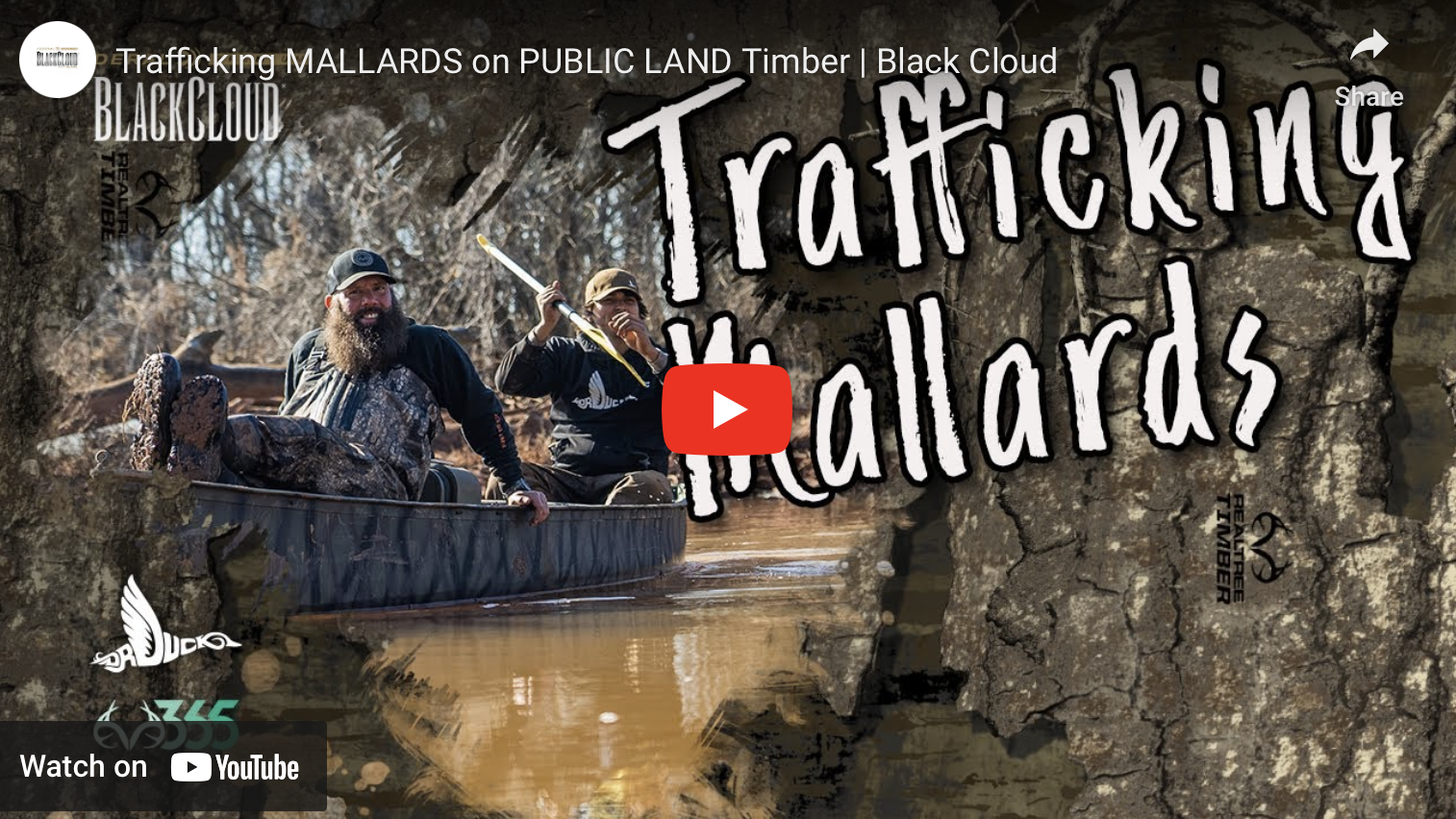 Video: Hunting Public Land Mallards in the Timber by Canoe Fowl Hound