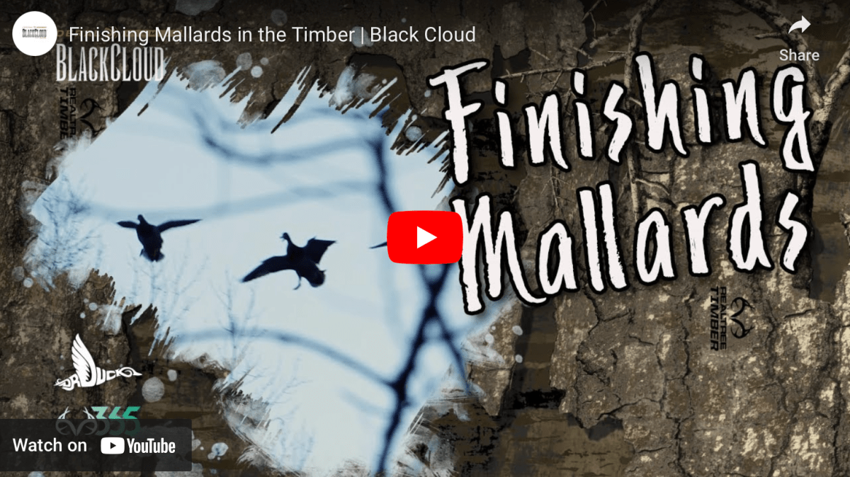 Video: Hunting Mallards in the Timber – Fowl Hound