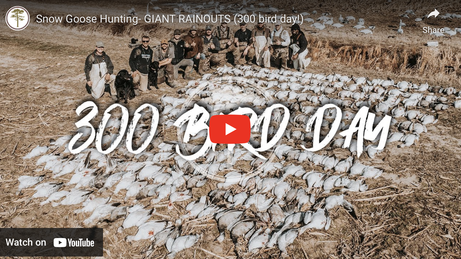 Video: A Big Day of Snow Goose Hunting Fowl Hound