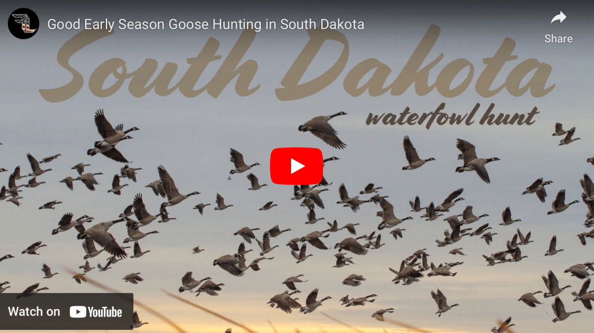 Video: Goose Hunting in South Dakota – Fowl Hound