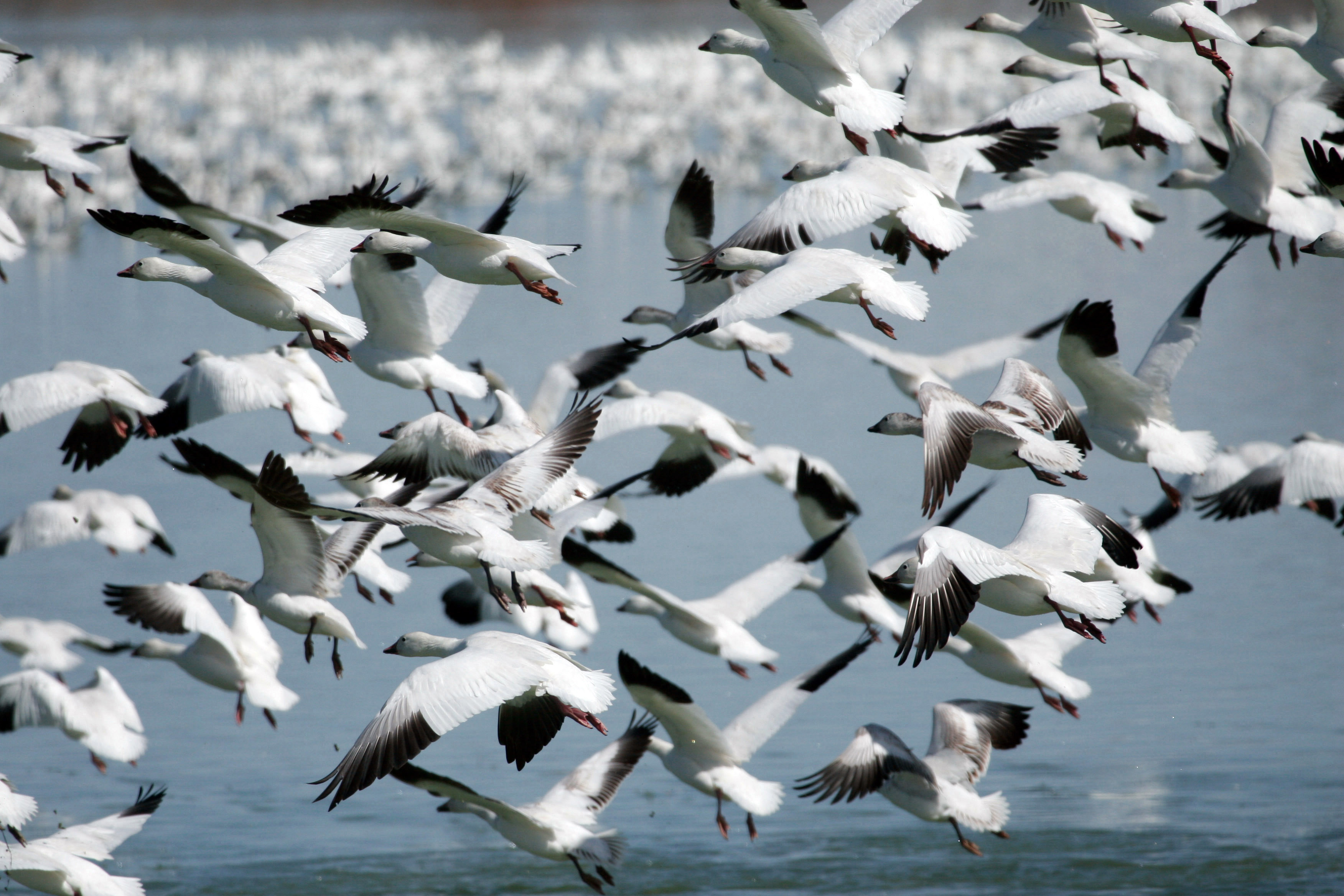 See Thousands of Geese Migrating Through Utah During the 2024 Delta ...