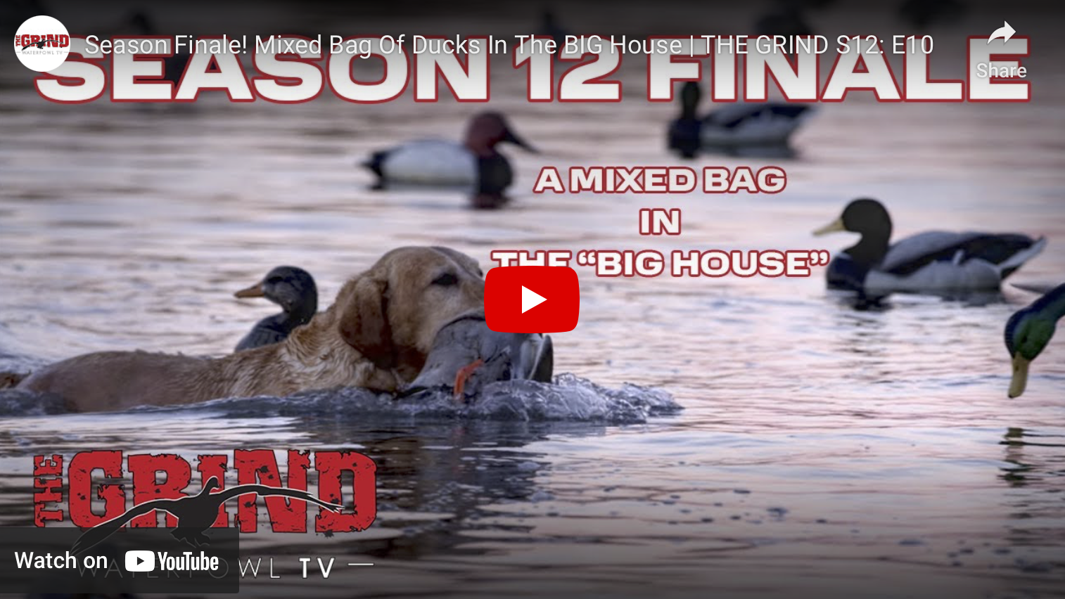 Video: Late Season Duck Hunting in Arkansas Fowl Hound