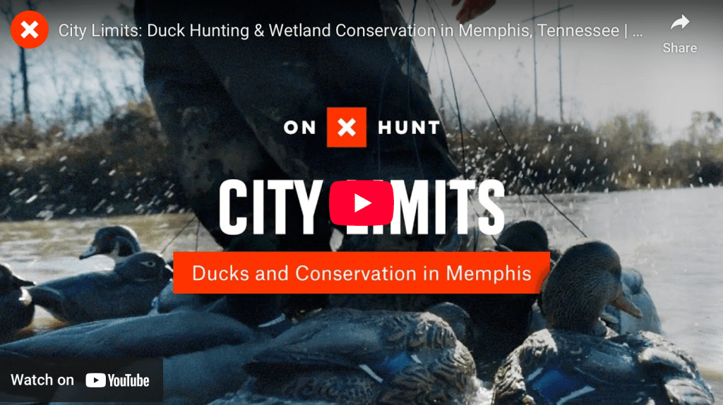 Video: City Limits: Duck Hunting & Wetland Conservation in Memphis ...